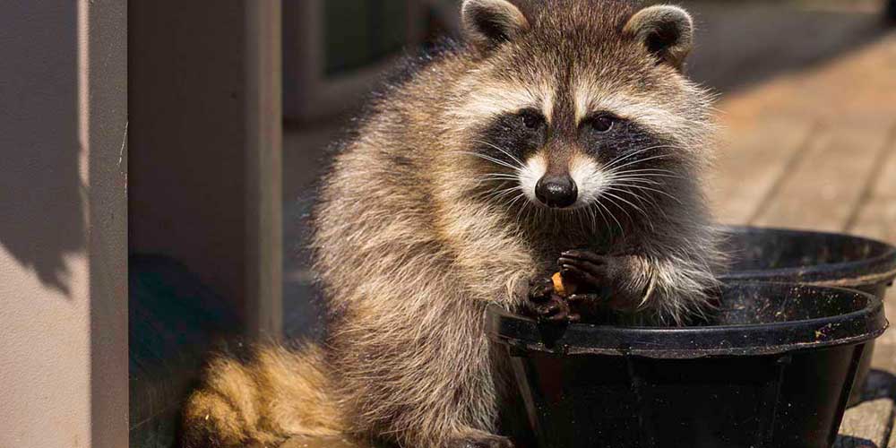 The Negative Effect Of Improper Pest Control Management | Animal ...