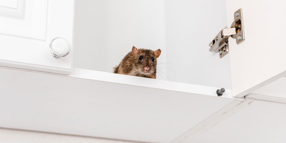 3 Common Types Of Rats In Florida | Animal Wildlife Trappers