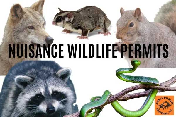 The Ultimate Guide To Nuisance Wildlife Permits In Florida | Animal ...