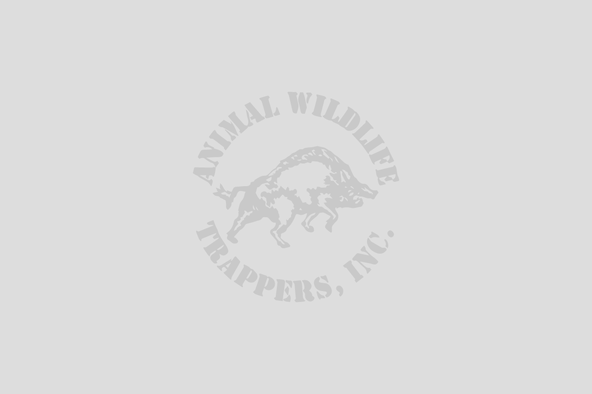 Squirrels | Animal Wildlife Trappers