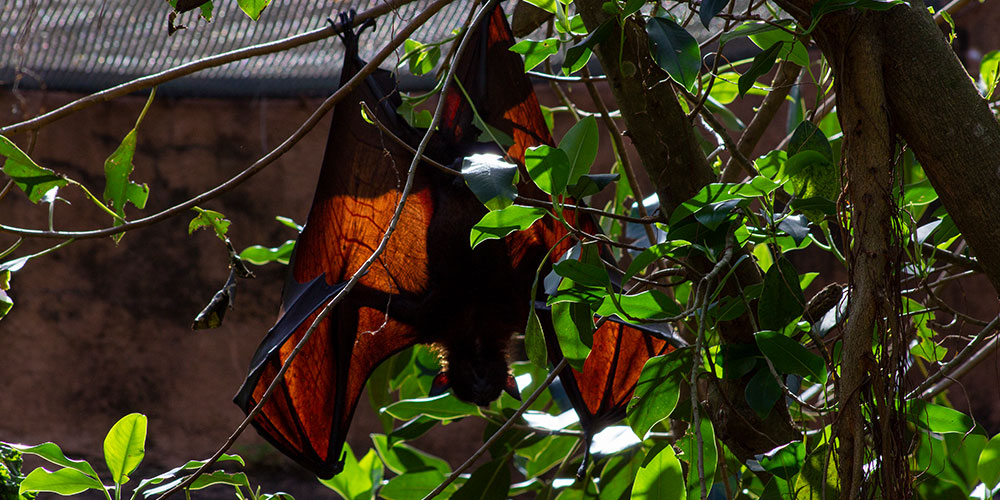 What Is Bat Exclusion Netting? | Animal Wildlife Trappers