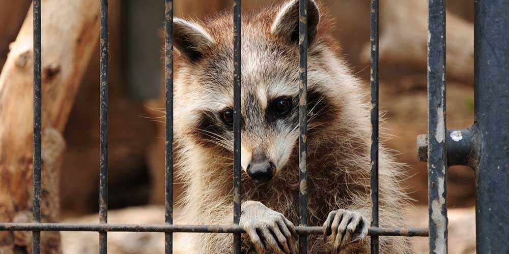 What Are Rodent Exclusion Services? | Animal Wildlife Trappers