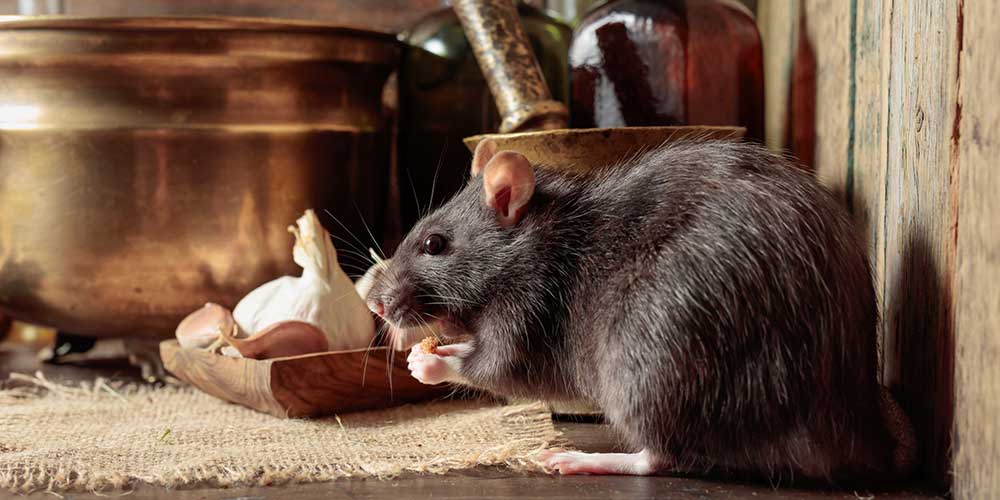 How To Get Rid Of A Dead Rodent In My Wall | Animal Wildlife Trappers