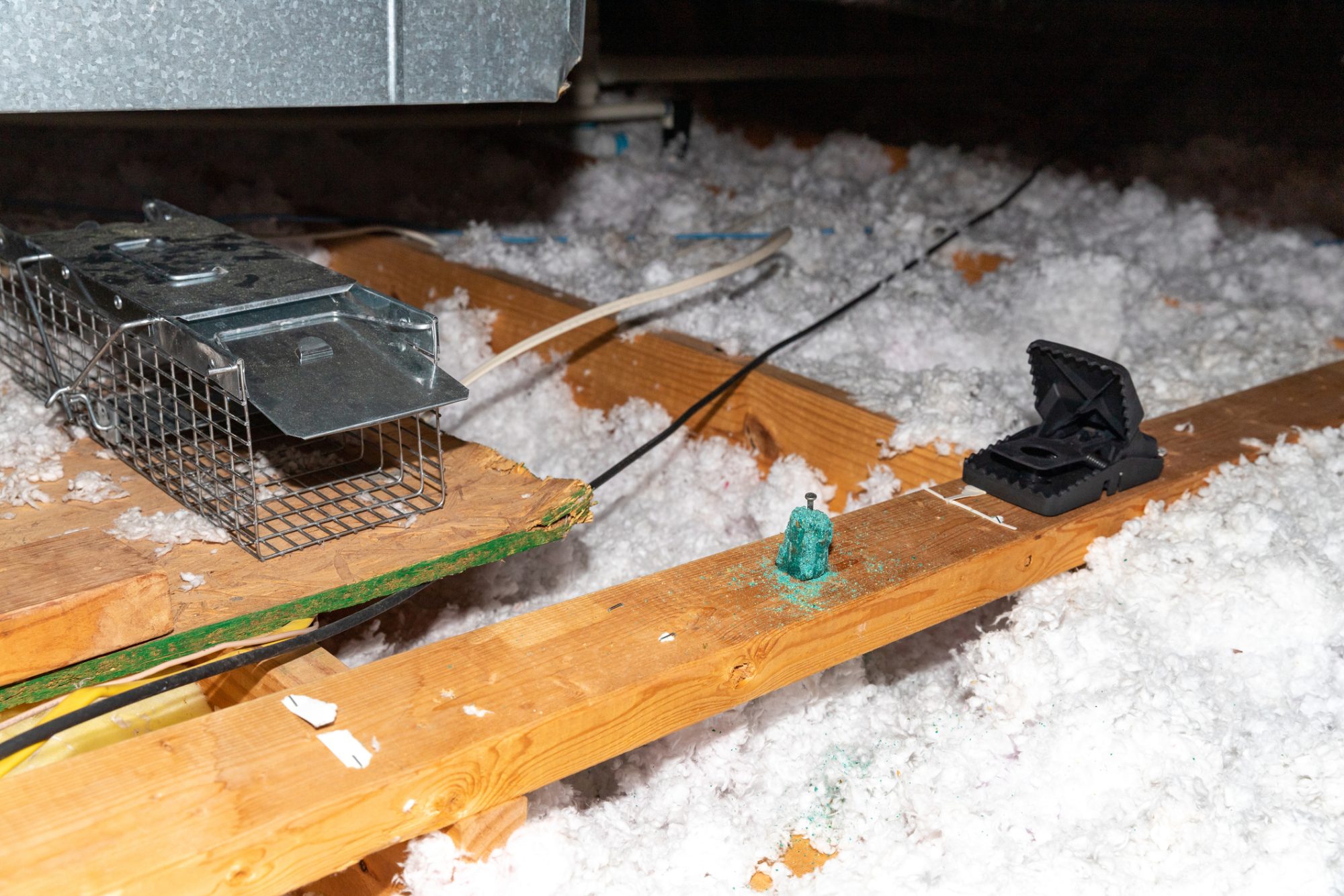 How Do Companies Catch Rats In The Attic? | Animal Wildlife Trappers