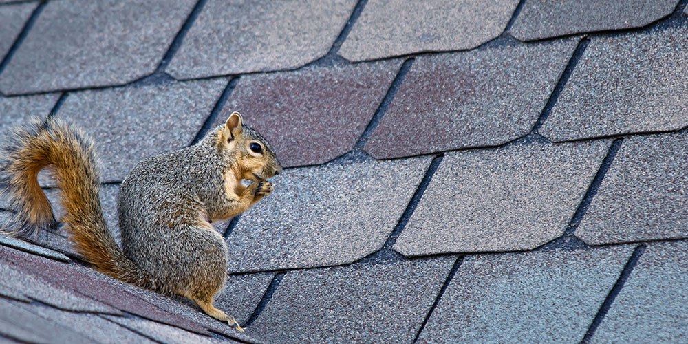 Are Bird Box Soffits Effective At Keeping Squirrels Out Of The Attic ...
