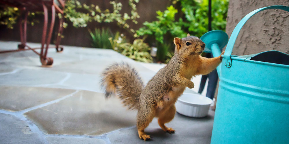 How To Prevent Squirrels In The Backyard | Animal Wildlife Trappers