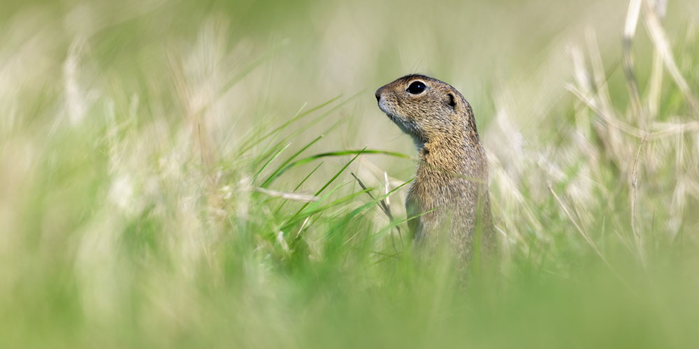 Home Remedies To Get Rid Of Ground Squirrels | Animal Wildlife Trappers