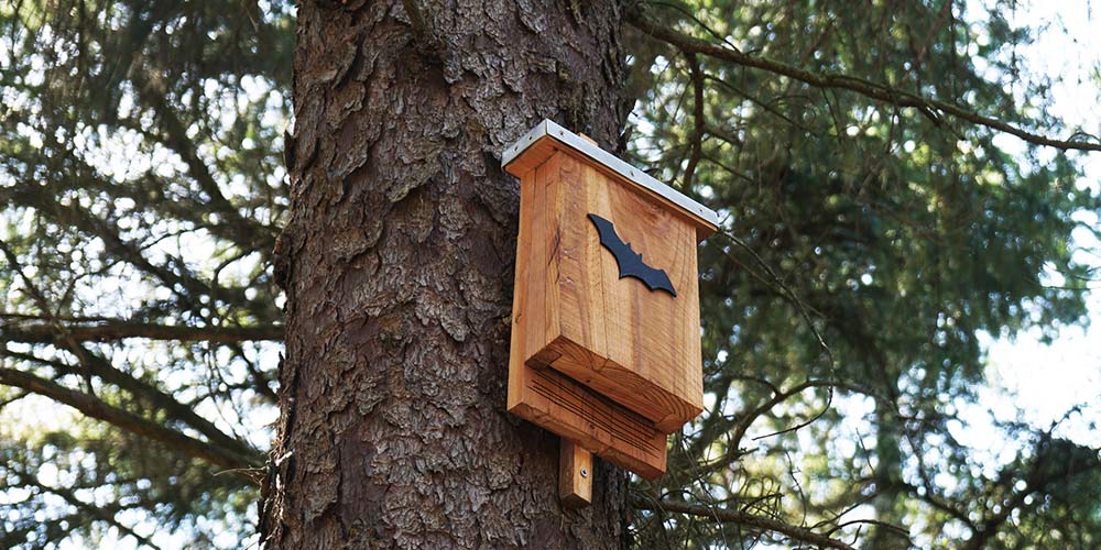 What Is A Bat Box? | Animal Wildlife Trappers