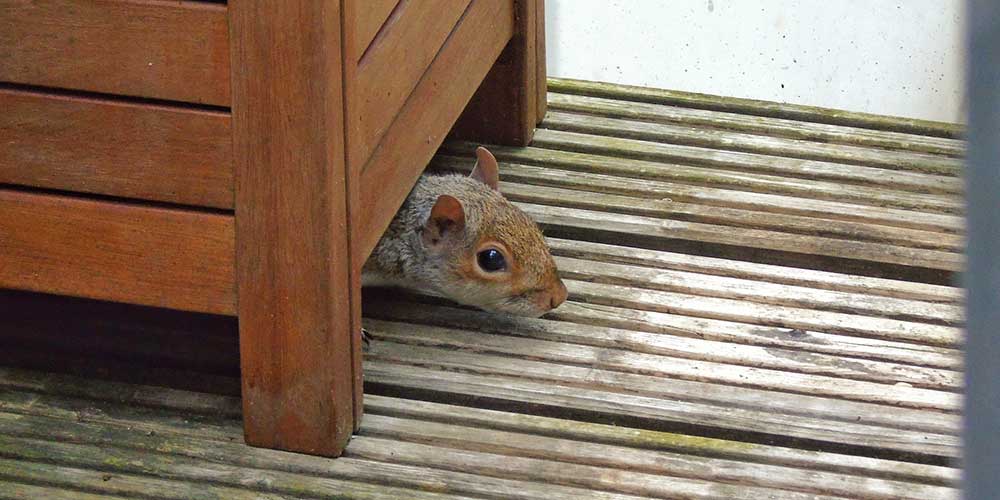 7 Reasons Critters Choose Your Home | Animal Wildlife Trappers