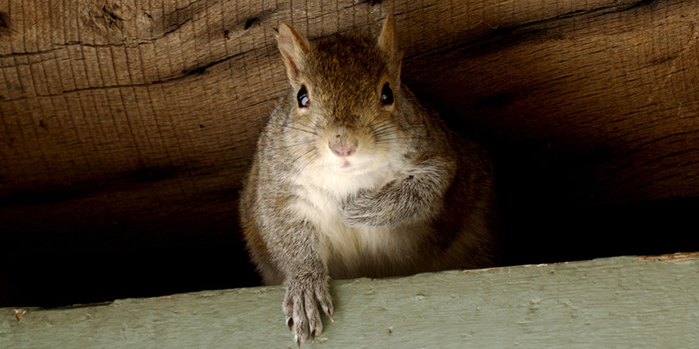 5 Most Common Attic Critters | Animal Wildlife Trappers