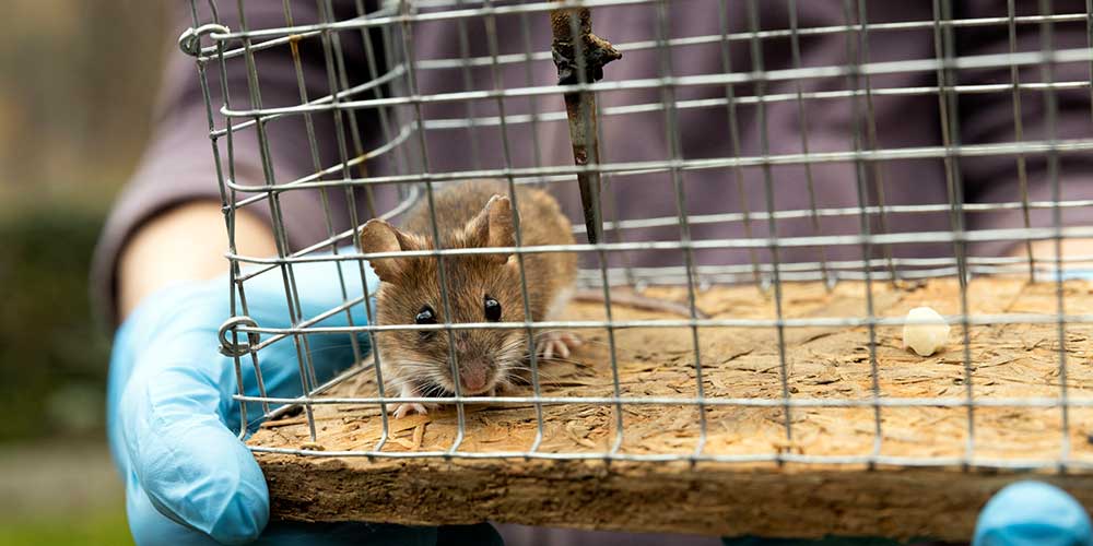 DIY Animal Traps And Removal In Orlando, FL