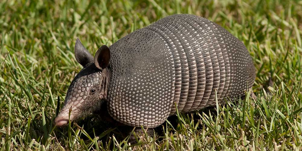 3 Armadillo Dangers You Should Be Aware Of | Animal Wildlife Trappers