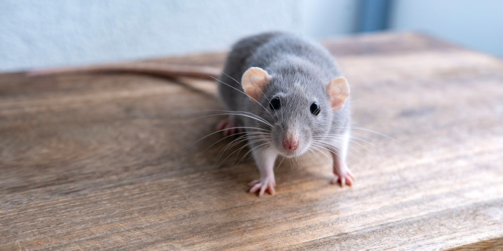Understanding Rat Behavior: Insights For Effective Pest Control ...