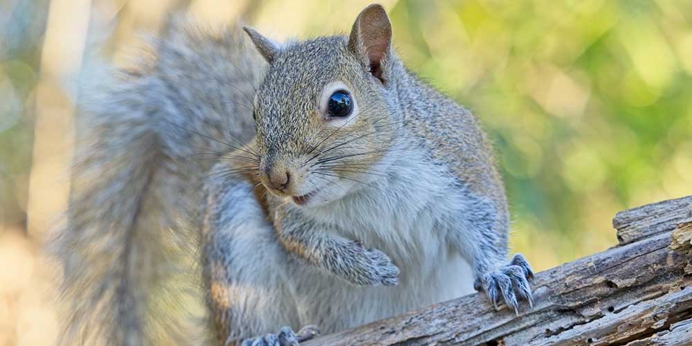 Effective Squirrel-Proofing Techniques For Your Home And Garden ...