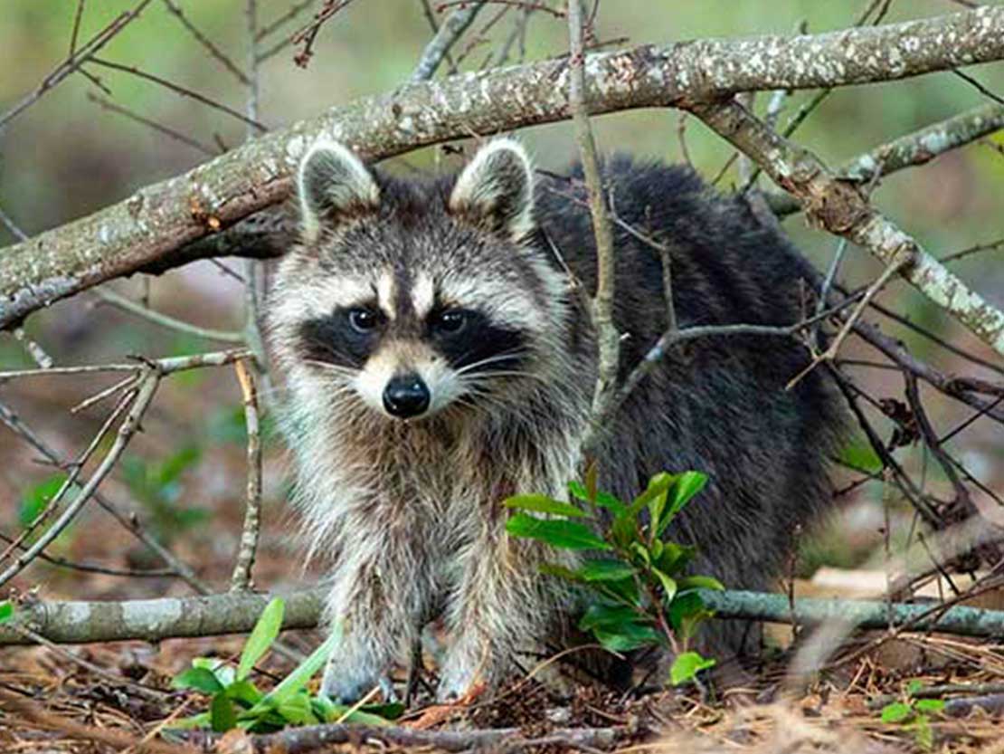 What Are The Health Risks Of A Raccoon Infestation? | Animal Wildlife ...