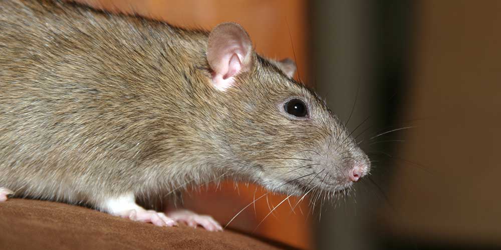 DIY Rat Trapping Techniques: How To Safely And Humanely Remove Rats ...